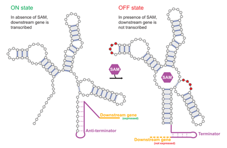 Designing molecular switches using AI | Drupal