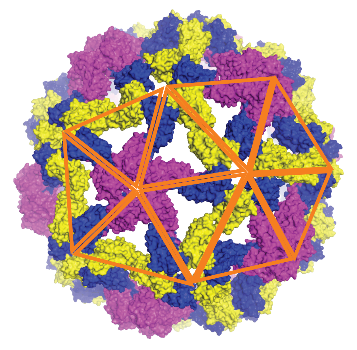 Flexible proteins for assembling viruses: from disorder to symmetry ...